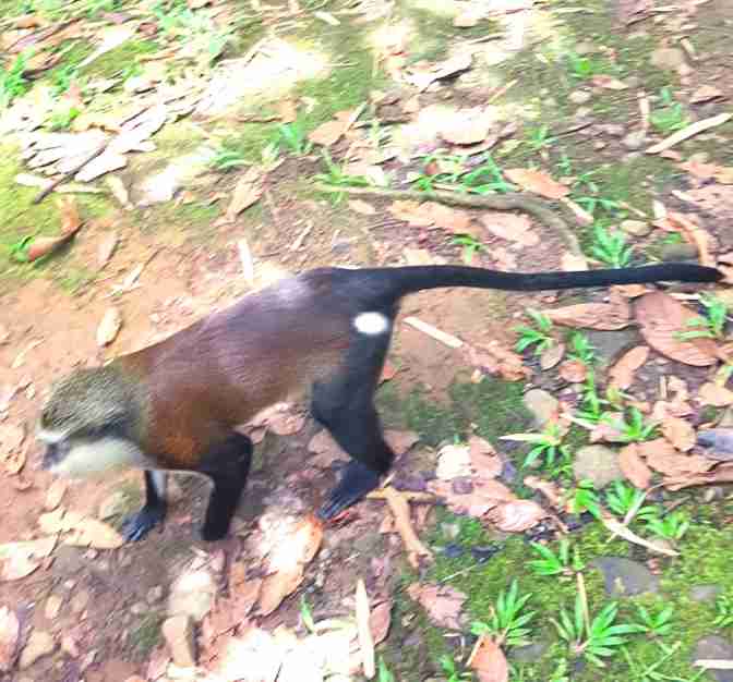 Shared Island Tour with LUNCH & ADMISSIONS Tours – Tours Grenada