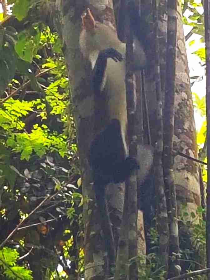 Shared Island Tour with LUNCH & ADMISSIONS Tours – Tours Grenada